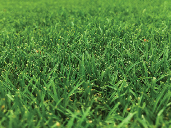Sir Walter Buffalo turf & Lawn Care Products | Horsham Instant Turf